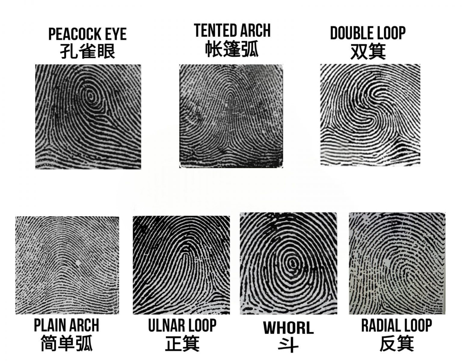 Decoding the Talent Blueprint~ The Unique Secrets of Fingerprint ...